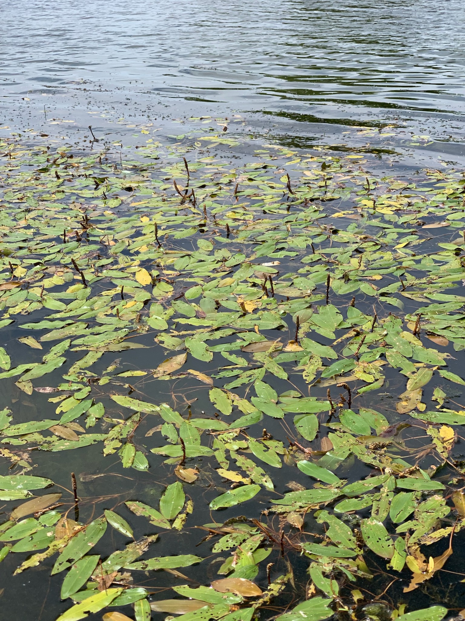 Are all Aquatic Plants bad? No! Know the difference - Magnolia Fisheries