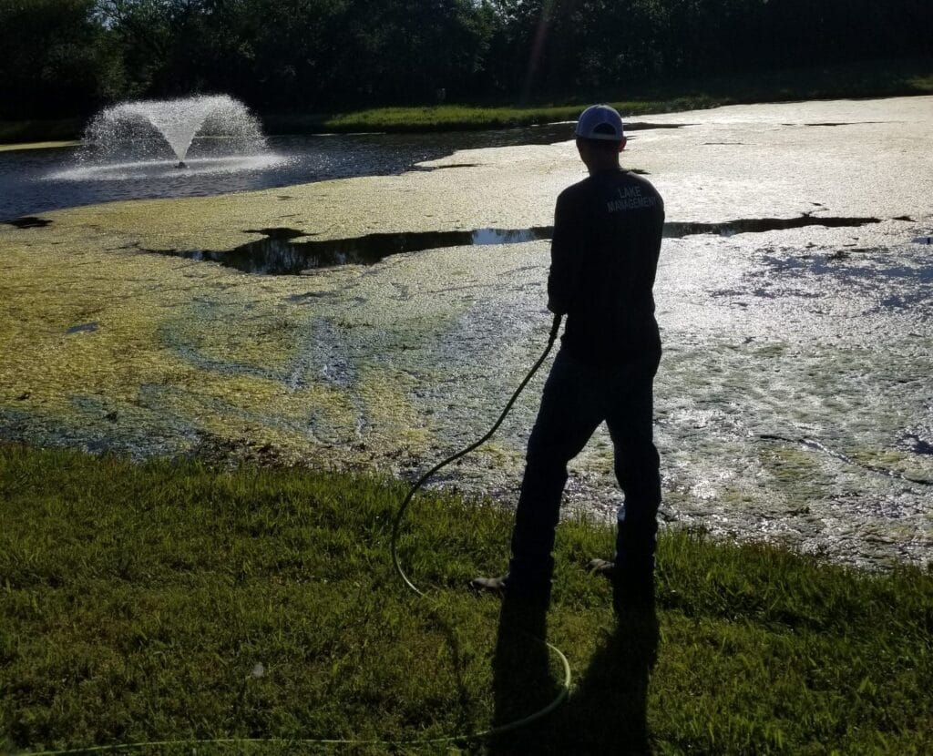 American Pondweed, the Good Guy in Your Pond - Magnolia Fisheries