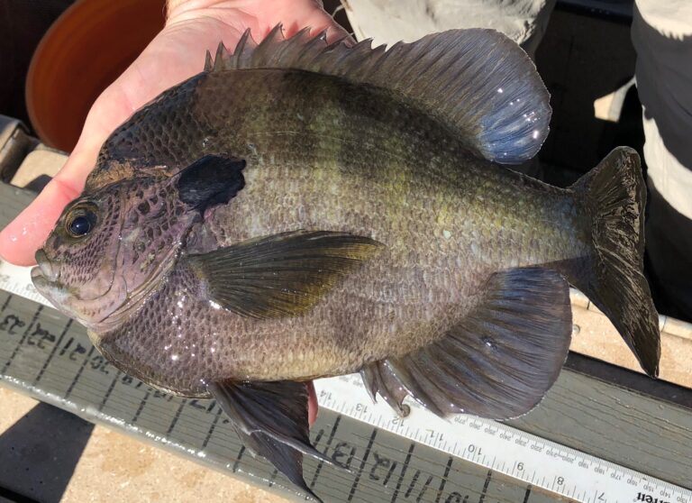 The Best Time for Stocking Fish in Your Pond! - Magnolia Fisheries