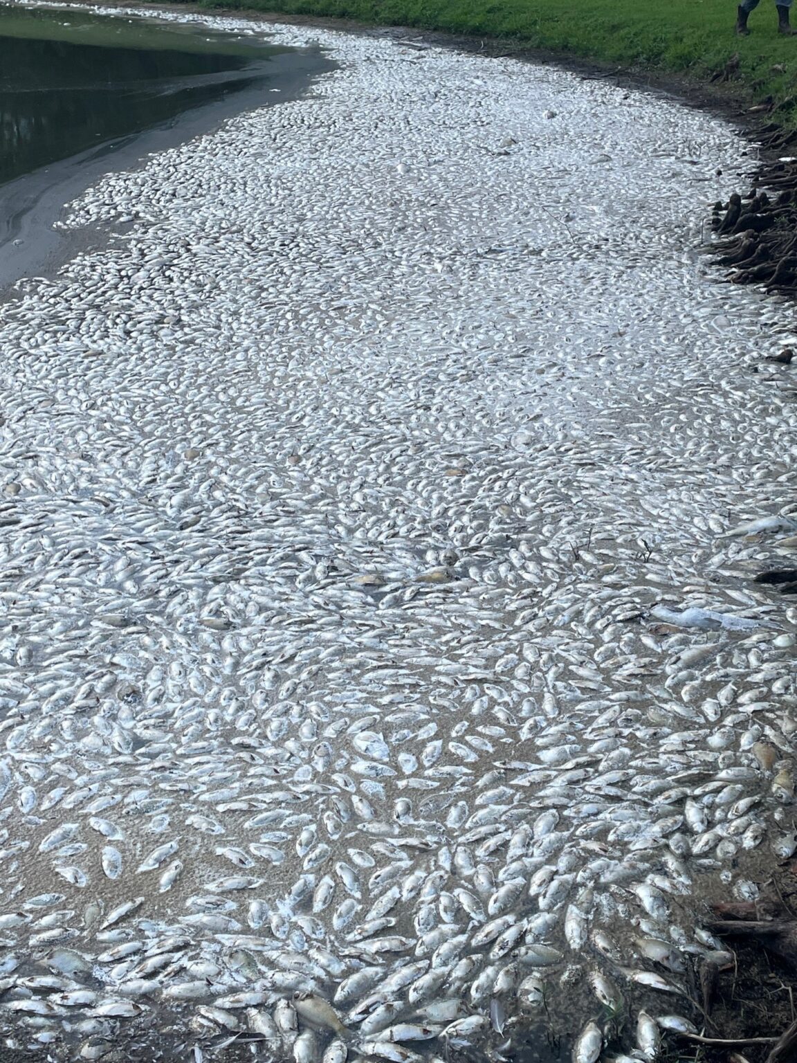 Fish Kills in North Texas Ponds...When, Why and What to Do. - Magnolia ...