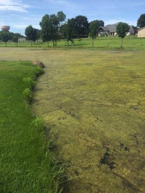Filamentous Algae Control in Ponds - Magnolia Fisheries