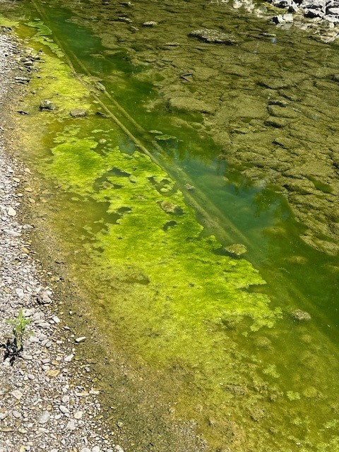 The Algae Was Treated……….Why is it Still Here? - Magnolia Fisheries